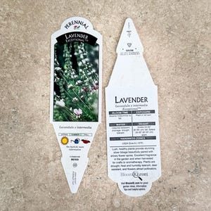 Lavender 'exceptional' - Fragrant White Flowers and Foliage!- Lavendula ...