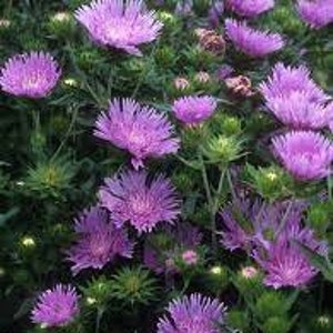 Stokes' Aster ‘peachie’s Pick’ -huge Outerspace Daisy Type Blue ...