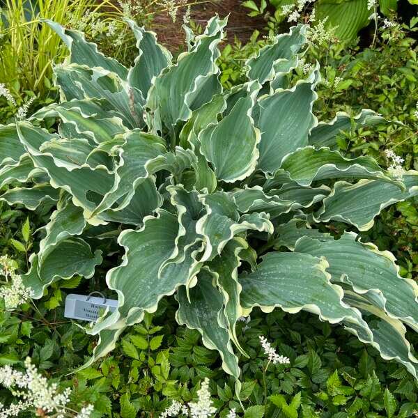 Hosta 'dancing in the Moonlight’ Blue Leaves With Creamy White Margin ...