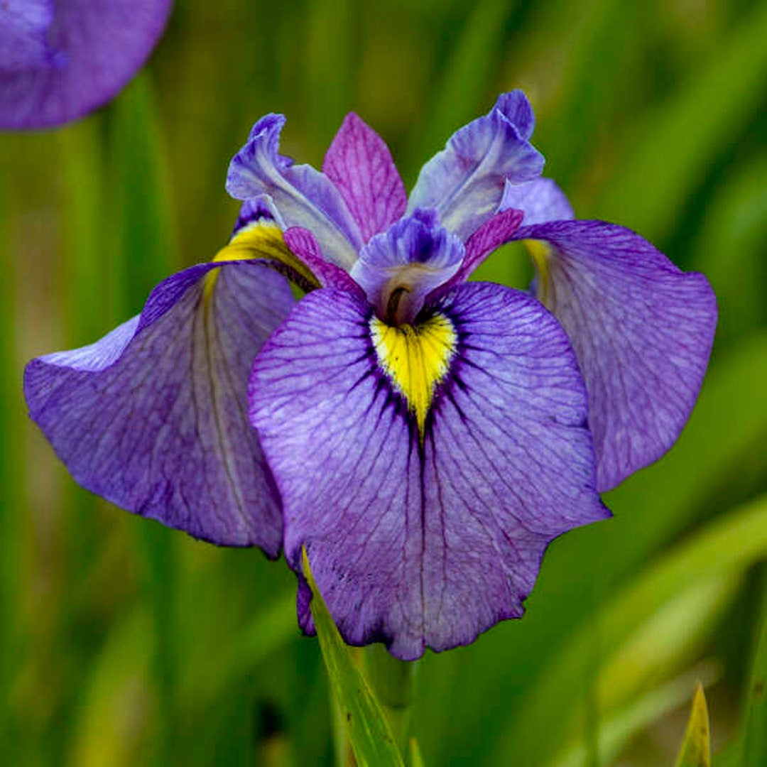 Iris 'shiryukyo' ('purple Dragon's Valley')- Red-purple Flowers With ...