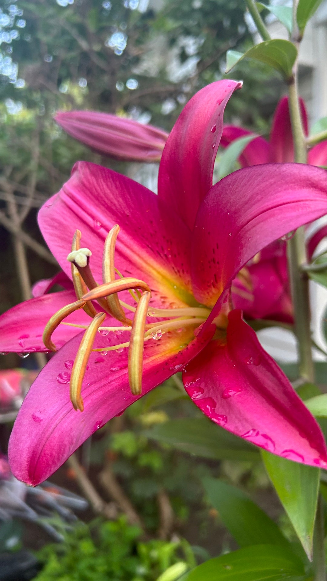 Lily Tree 'purple Prince' Huge 8-10 Fragrant Deep Purple Flowers Lilium ...