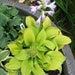 Hosta sun Mouse BEST GOLD Miniature Hosta - Etsy