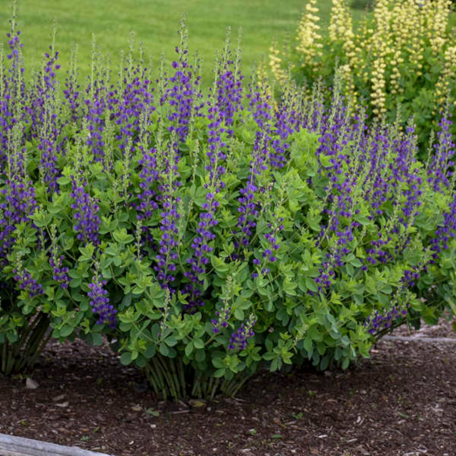 False Indigo ‘sparkling Sapphires Intense Vivid Violet Blue Flowers 1813