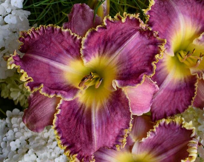 Daylily 'raspberry Eclipse' -large 6” Fragrant, Raspberry Purple ...