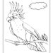 15 Parrot Coloring Pages! Printable Digital Download - Etsy