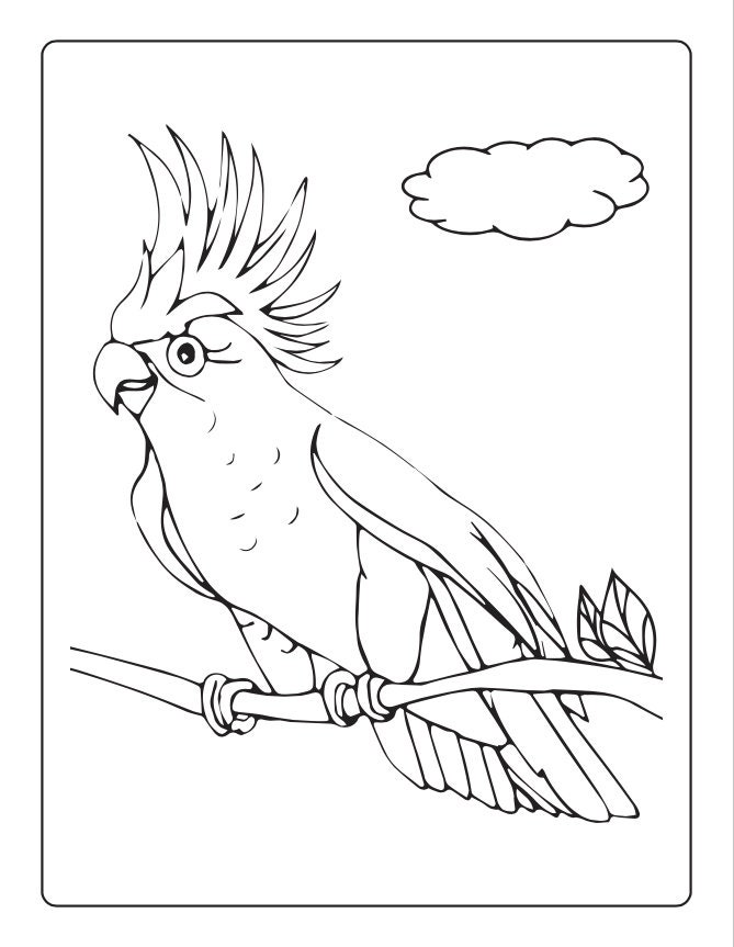 15 Parrot Coloring Pages! Printable Digital Download - Etsy
