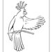 15 Parrot Coloring Pages! Printable Digital Download - Etsy