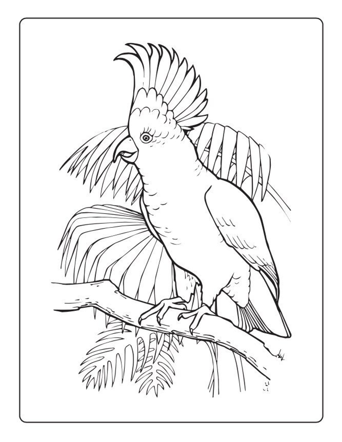 15 Parrot Coloring Pages! Printable Digital Download - Etsy