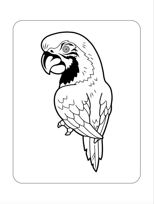 20 Bird Coloring Pages Printable Digital Download Coloring Book Pages ...