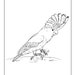 15 Parrot Coloring Pages! Printable Digital Download - Etsy