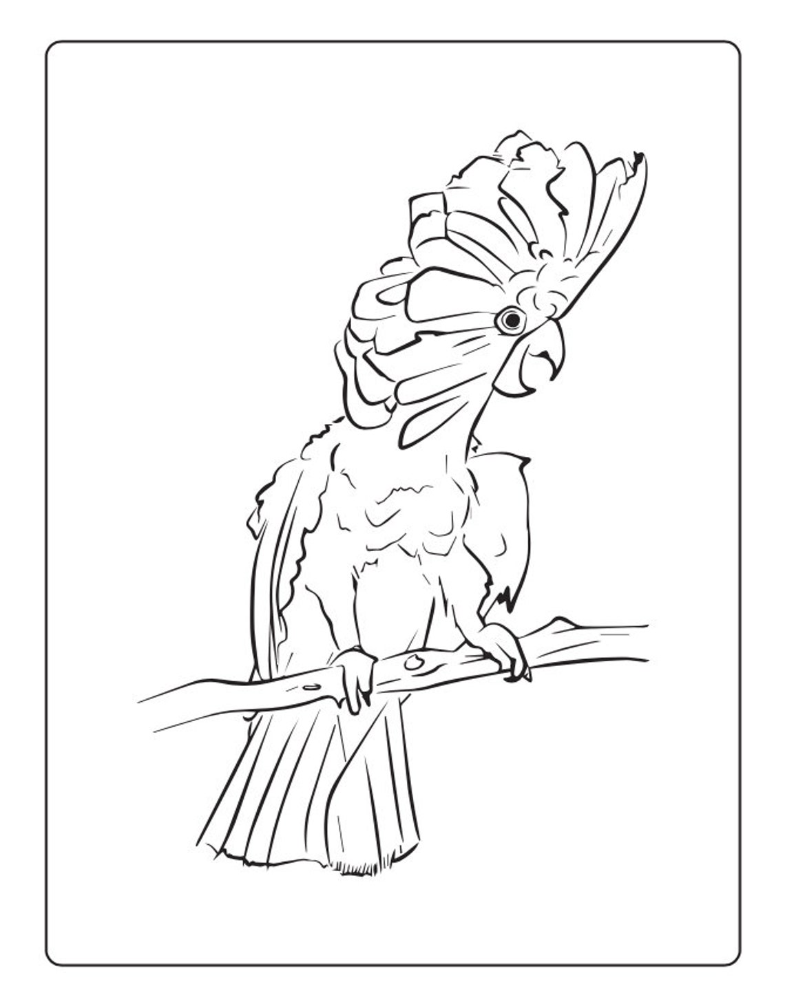 15 Parrot Coloring Pages! Printable Digital Download - Etsy