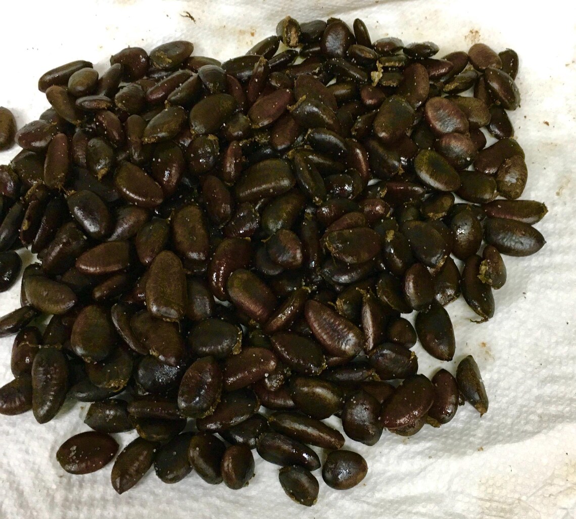 5 Pawpaw Tree Seeds Asimina Triloba Native American Fruit Tree Organic ...