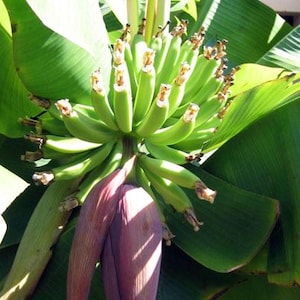 10 Dwarf Banana Musa Cavendish Plant Banana Tree Cold Hardy Landscape ...