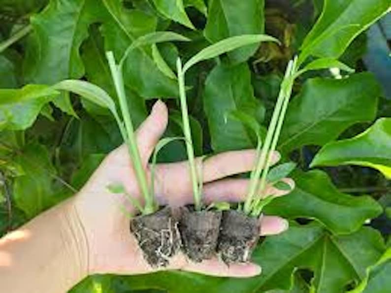 10 Ginger Root Plant Plugs - Yellow Baby Ginger Starter - Etsy