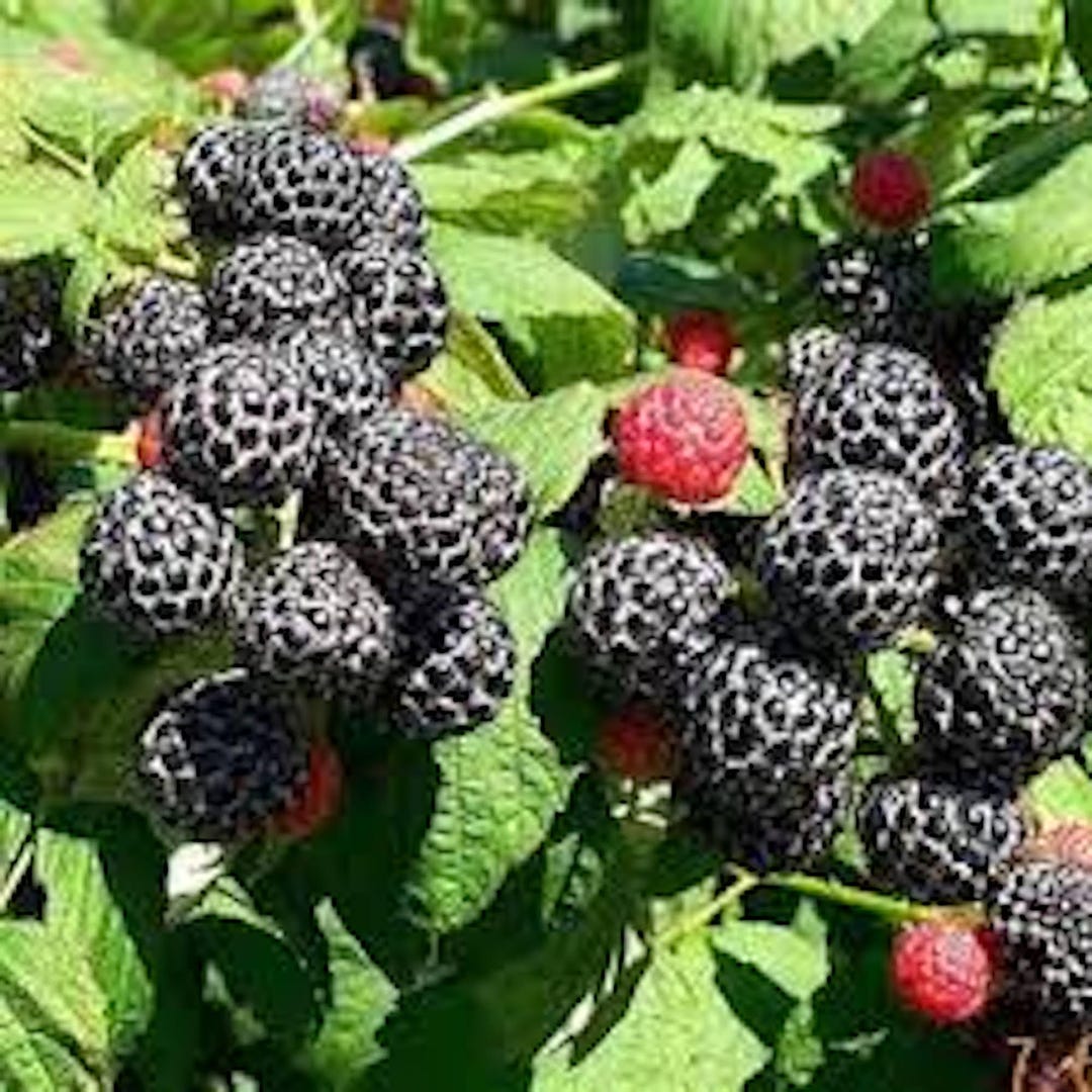 1 Mysore Black Raspberry Plant, Tropical Fruiting Bush, Rooted Starter ...