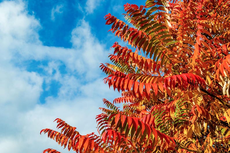 1 Flameleaf Sumac 6-12" Starter Plant Rhus Copallinum Bare Root - Etsy