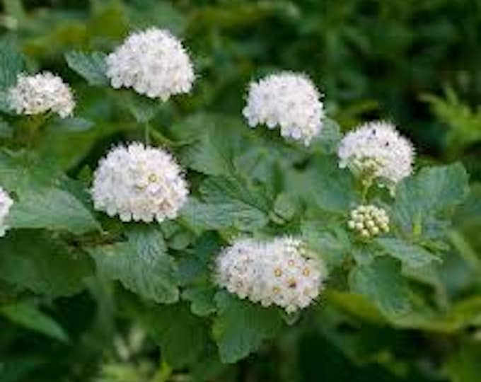 Physocarpus Opulifolius Ninebark 'nugget' - Chartreuse Yellow Flowering ...