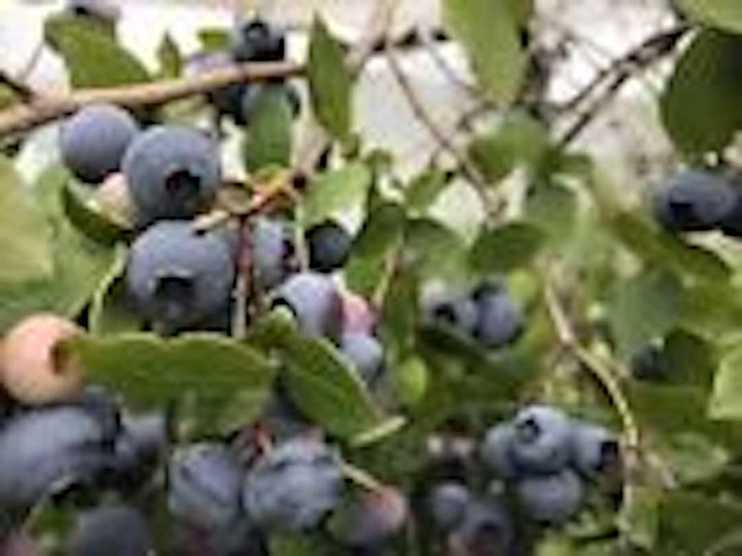 10 Top Hat Dwarf Blueberry Vaccinium Angustifolium Starter Plant Fruit ...
