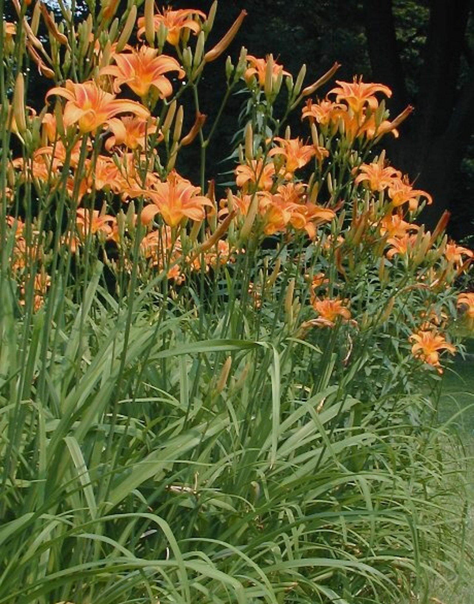 5 Wild Orange Day Lilly Plants Root System Only Twany Ditch - Etsy