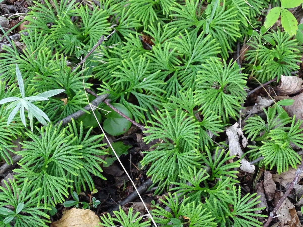 Ground Cedar Club Moss