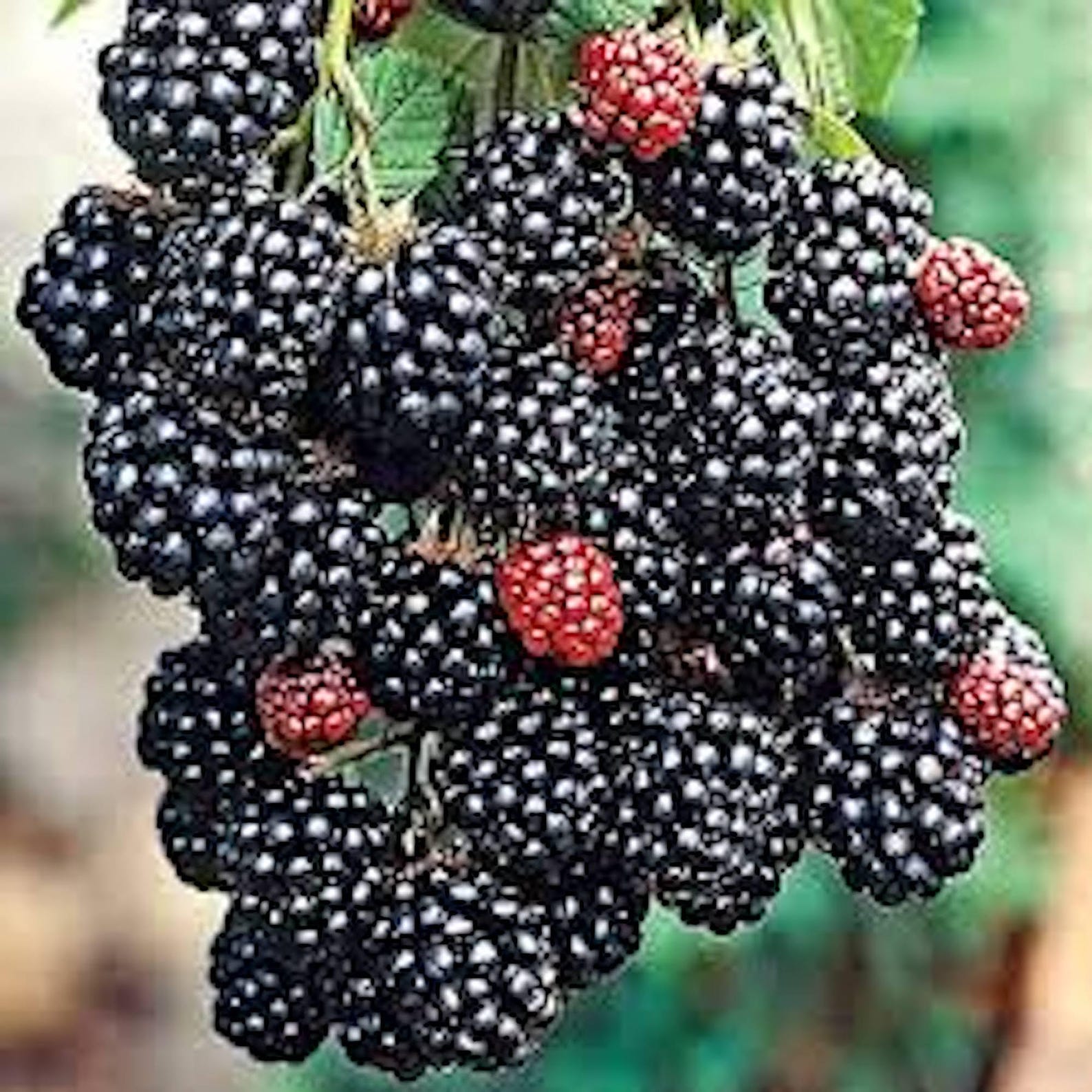5 Prime Ark Freedom Blackberry Plant Thornless Rubus Starter Plant ...