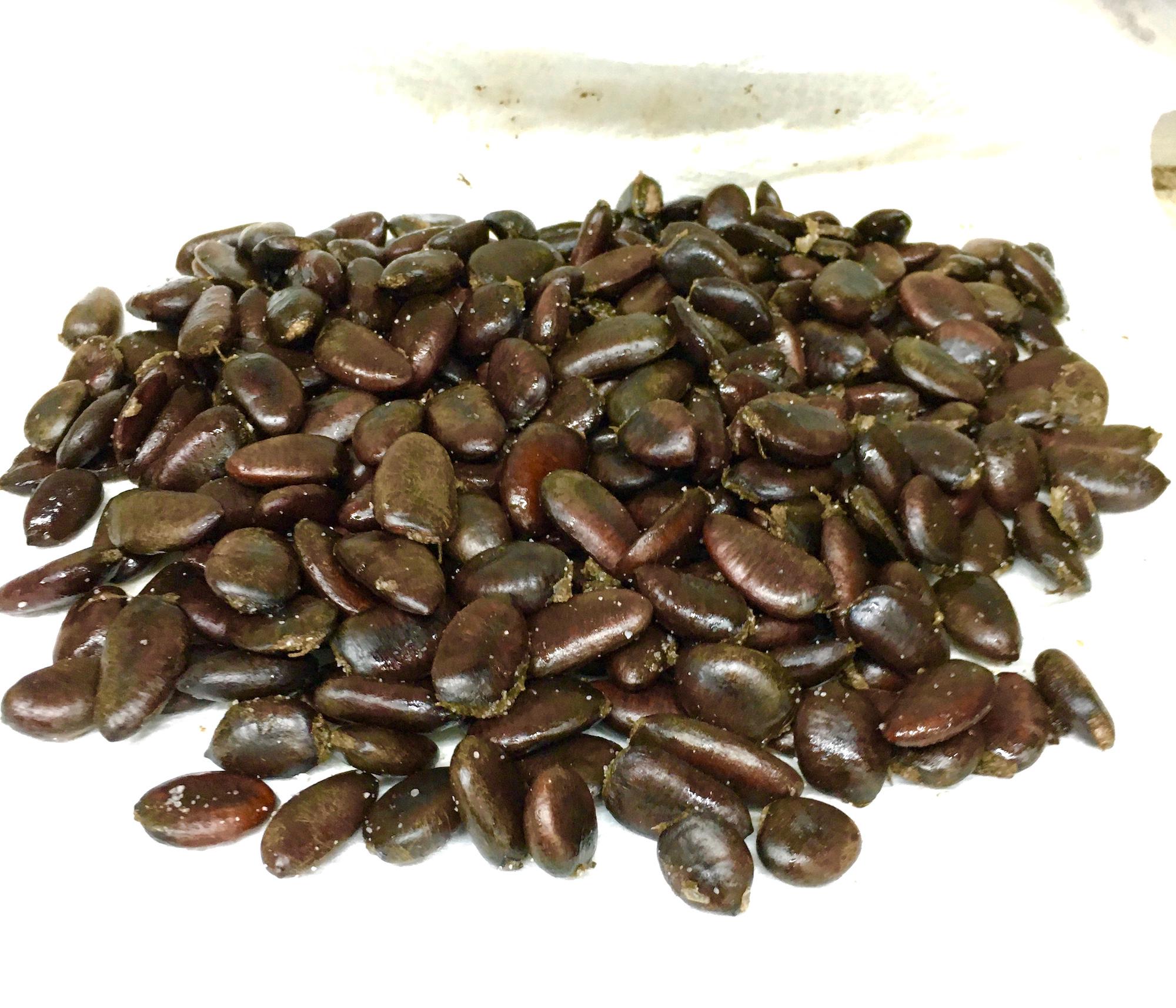 5 Pawpaw Tree Seeds Asimina Triloba Native American Fruit Tree Organic ...