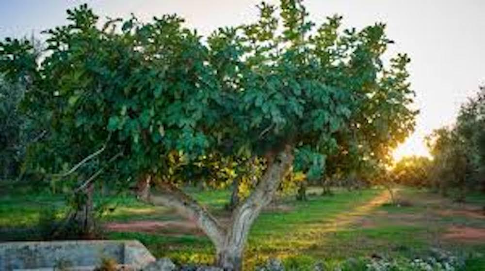 1 Yellow Long Neck Fig Tree Starter Plug, Ficus Carica - Etsy