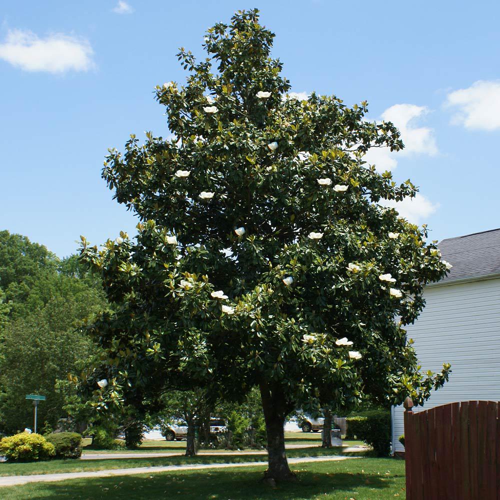 1 Southern Magnolia Tree 12-24" Magnolia Grandiflora Bare Root Starter ...