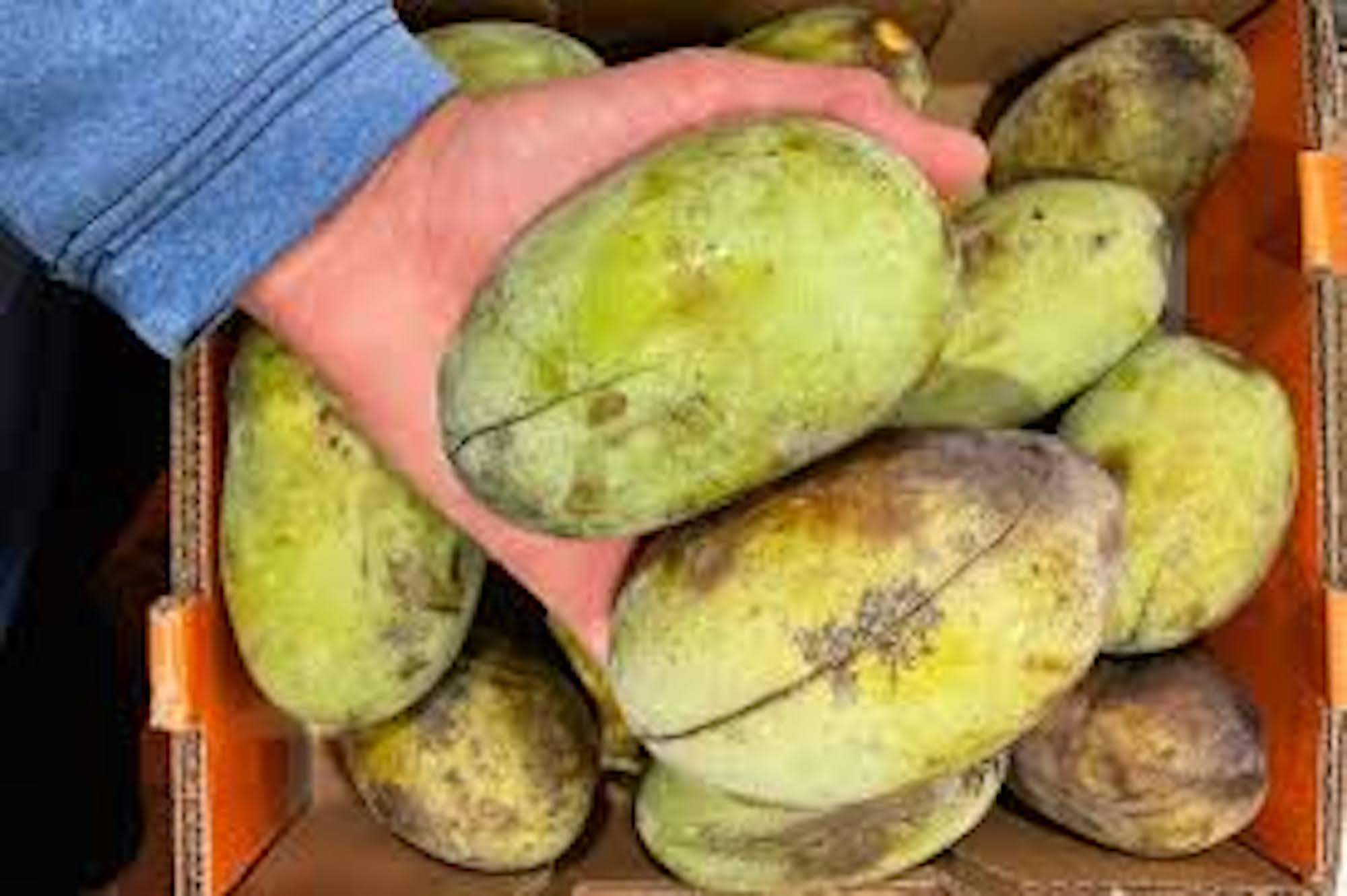 5 Pawpaw Tree Seeds Asimina Triloba Native American Fruit Tree Organic ...