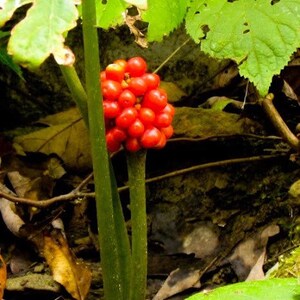 20 Jack in the Pulpit Plants Bare Roots Organic Arisaema Triphyllum ...