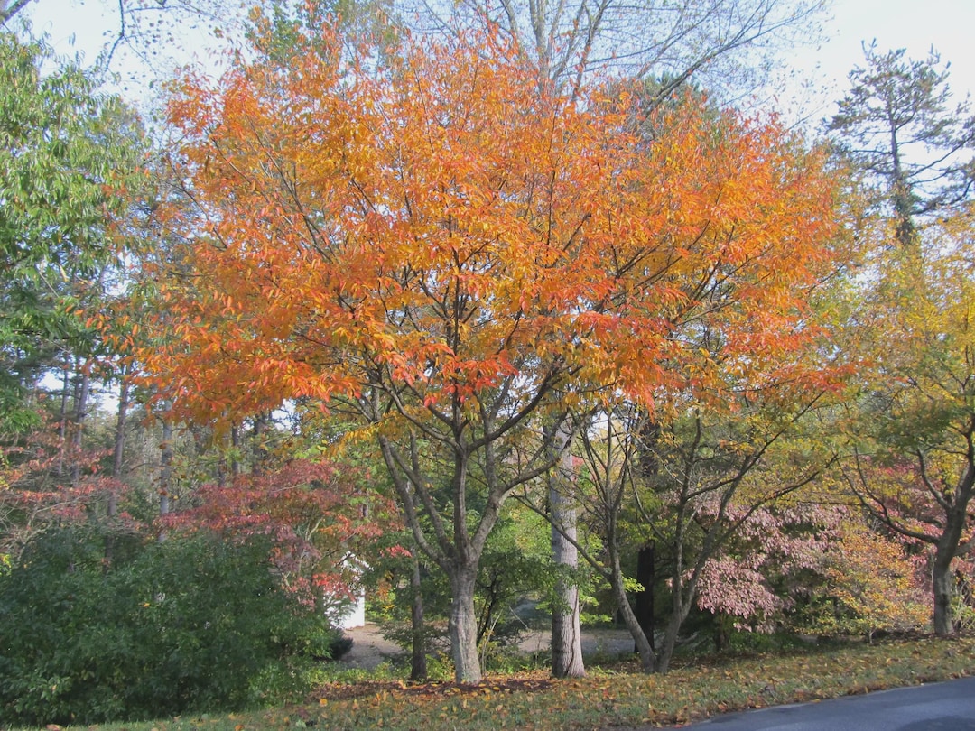 3 American Hornbeam 12-18" Tree Carpinus Caroliniana Bare Root Starter ...