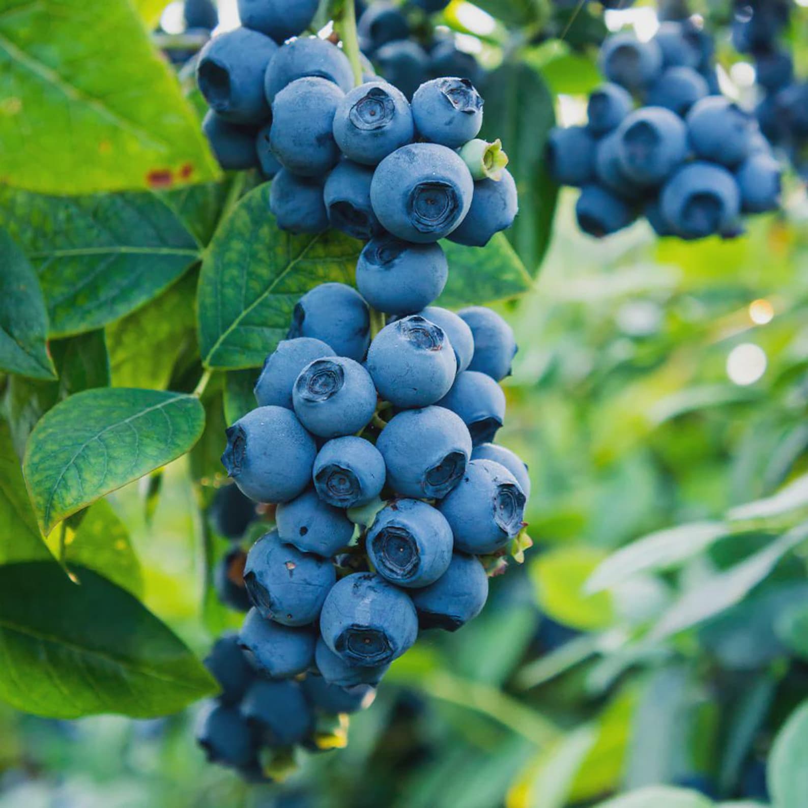 10 Sweet Crisp Blueberry Starter Plug Vaccinium Corymbosum - Etsy
