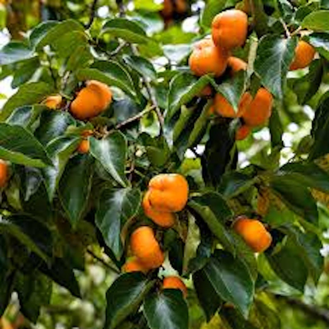 5 American Persimmon Tree 12-24in Tall Diospyros Virginiana Bare Root ...