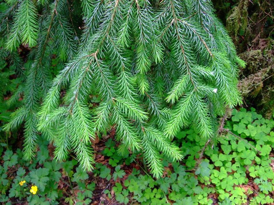 3 Sitka Spruce 6-12" Tall Starter Tree Bare Root - Etsy