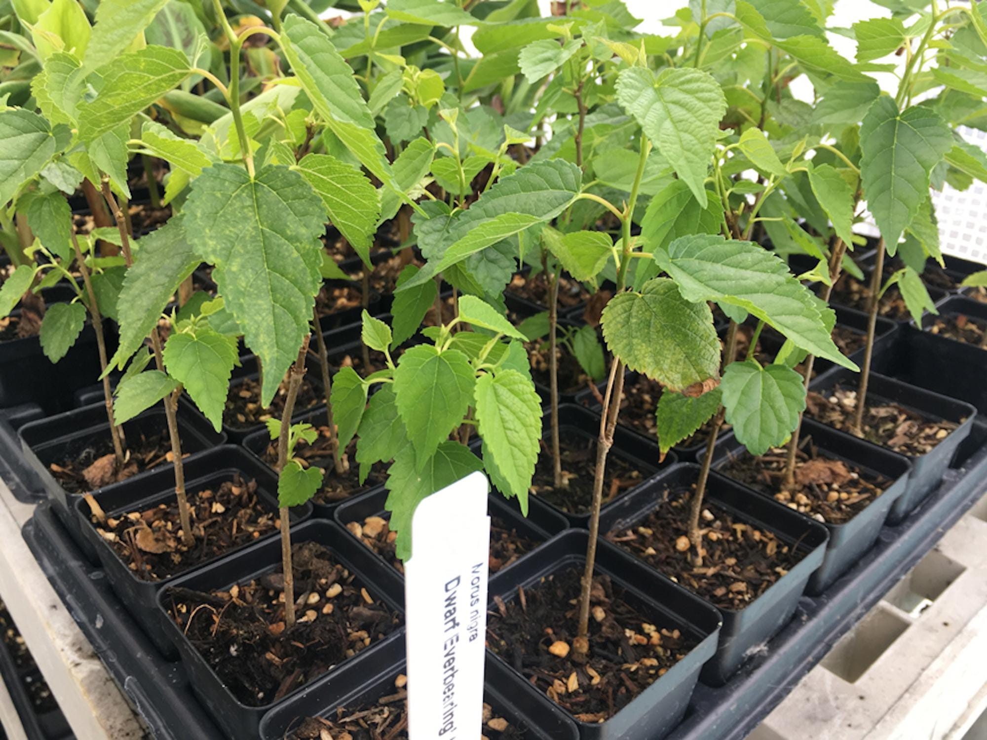 5 Dwarf Everbearing Mulberry Tree Starters, Bare Root, Cold Hardy - Etsy