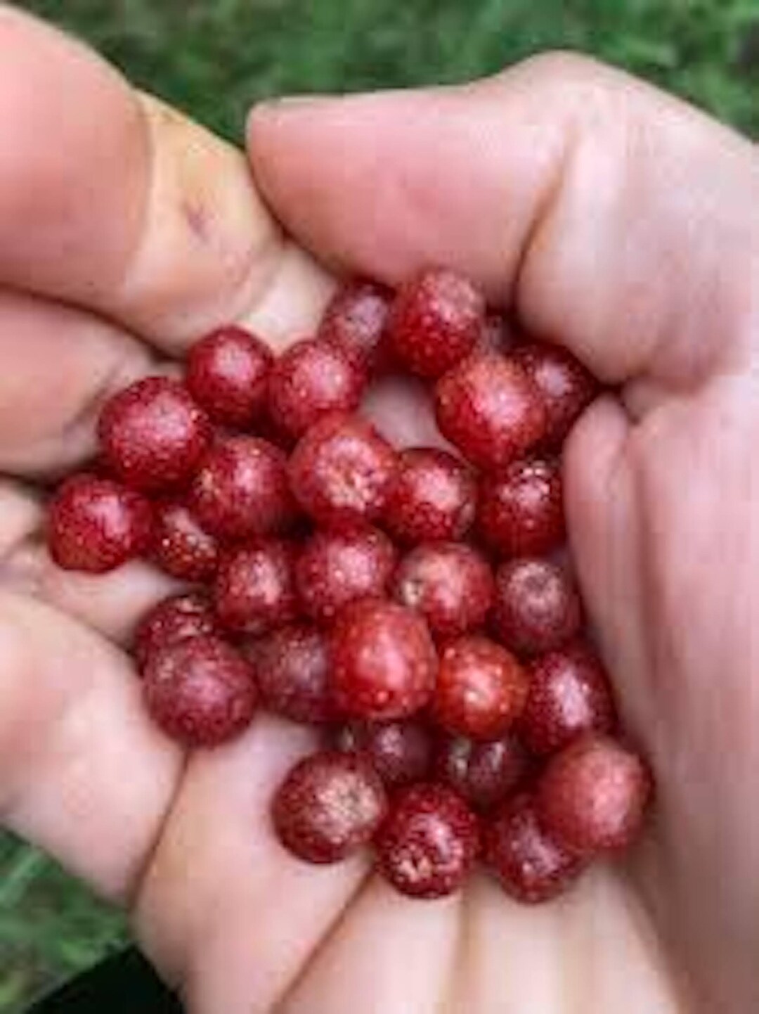 5 Autumn Olive Seeds Elaeagnus Umbellata Perennial Fruit Plant - Etsy