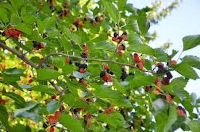1 Red Mulberry Tree 12-24" Tall Morus Rubra Bare Root Fruit Tree - Etsy