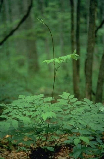 30 Black Cohosh Plants Bare Roots Actaea Racemosa Organic Root | Etsy