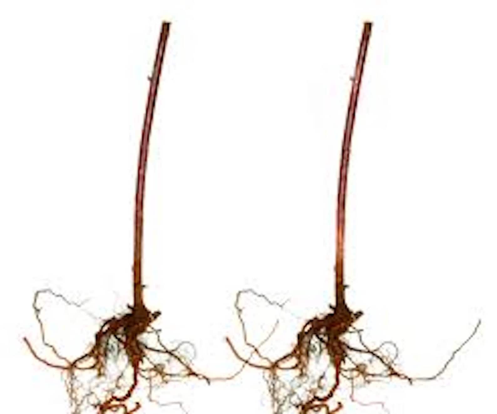 3 Cumberland Black Raspberry Plants Rubus Occidentalis 2 Yr Old Fruit ...