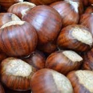 10 Dunstan American Chestnut Tree Seeds Hybrid American Chinese Cold ...