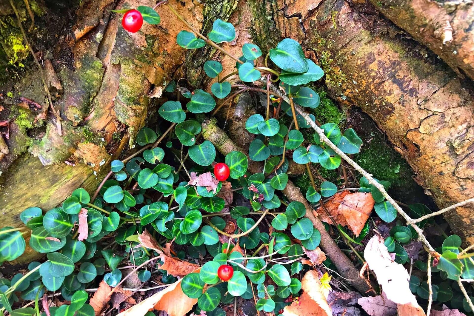 5 Partridge Berry Mitchella Repens Bare Root - Etsy