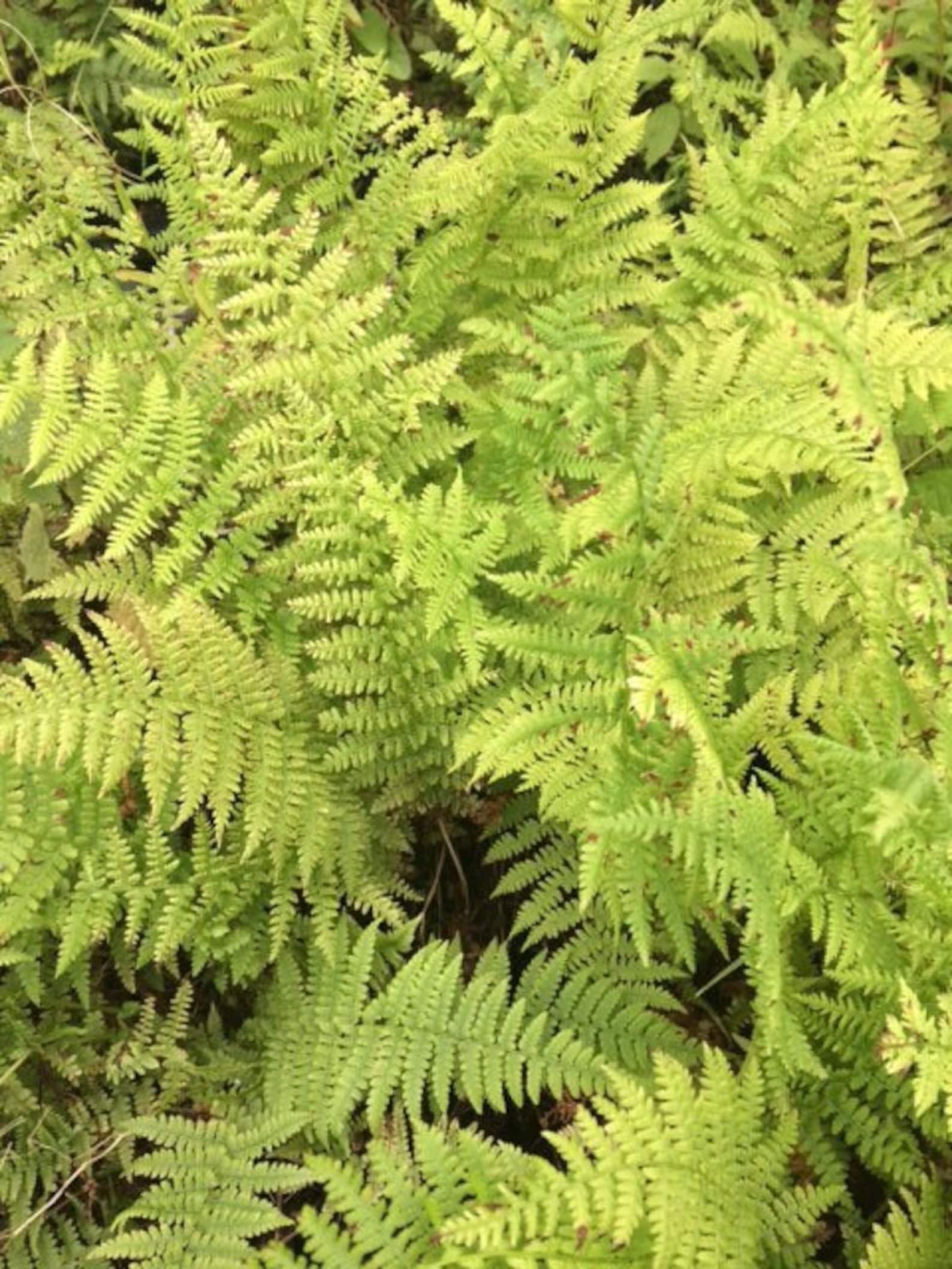 3 Lady Ferns Bare Root Athyrium Filix-femina Woodland Perennial Plant ...