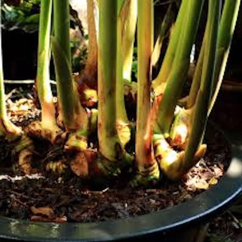 1 Chinese Keys Finger Root Starter Plug Boesenbergia Rotunda Bare Root ...