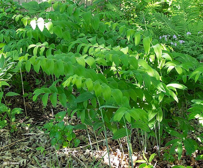 20 Solomons Seal Plant Bare Root Polygonatum Biflorum Organic ...