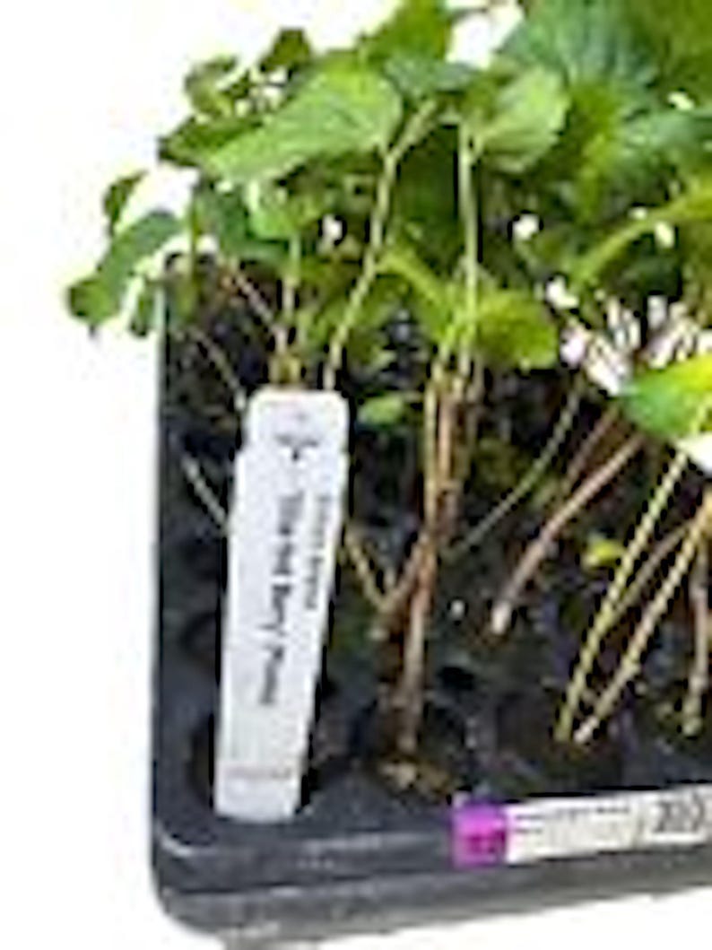 1 Sherbet Berry Plant (grewia Asiatica), Edible Fruit Starter - Etsy