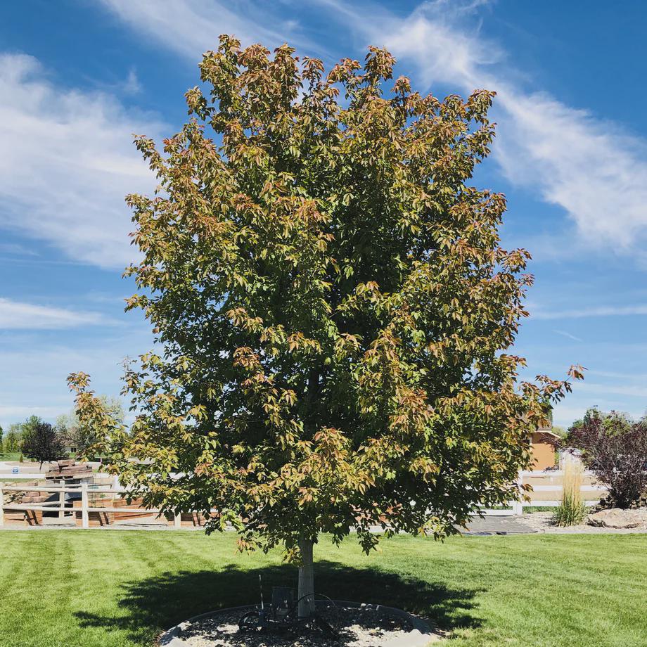 3 Boxelder Maple Tree Acer Negundo Starter Plant - Etsy
