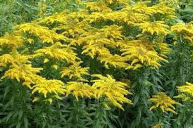 3 Goldenrod Plants: Bare Root Solidago, Monarch Butterfly Wildflower - Etsy