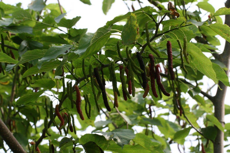 5 Pakistan Mulberry Tree Starter Plug Morus Macroura - Etsy