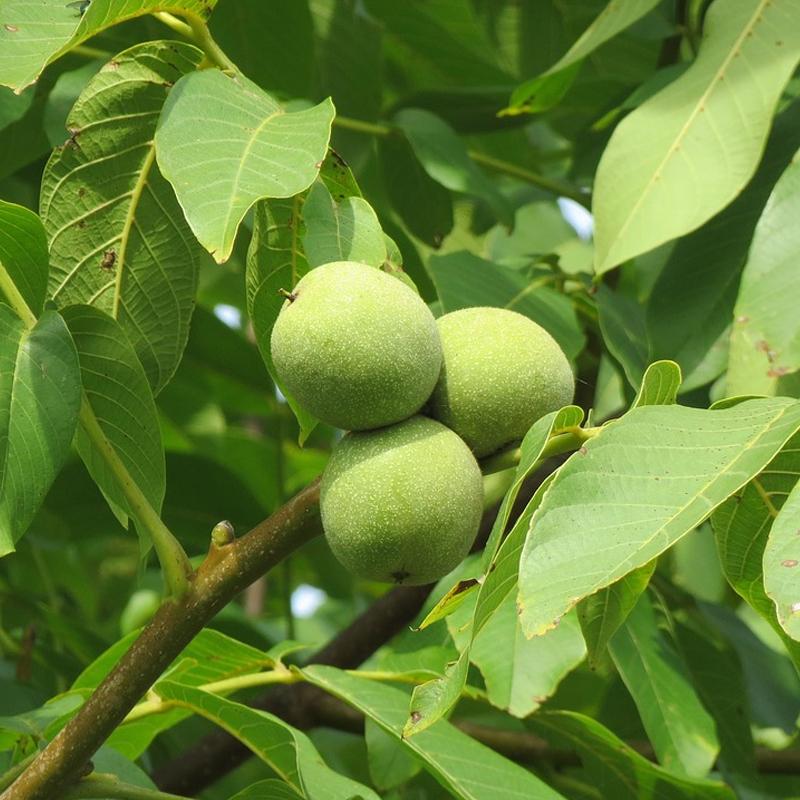 5 White Walnut Tree (juglans Cinerea), 12-24in Tall, Bare Root - Etsy