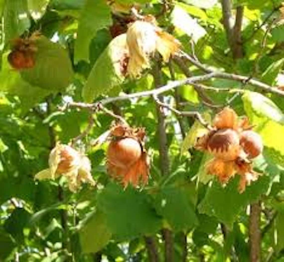 1 American Hazelnut Tree 12-24in Tall Corylus Americana Native Bare ...